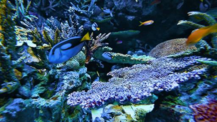 TRIUMPH® BY BIC GRAPHIC BRINGS CALENDARS TO LIFE WITH AUGMENTED REALITY